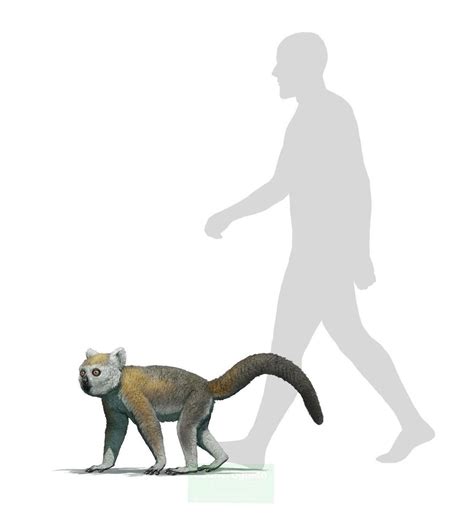 Hadropithecus Fossil Wiki Fandom