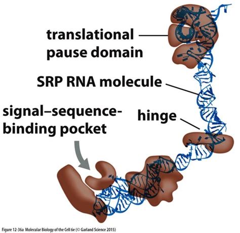 Protein Modification Flashcards Quizlet