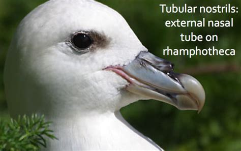 Bird Orders Flashcards Quizlet