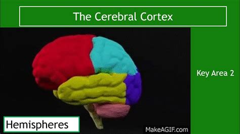 The Cerebral Cortex Section 2 Hemispheres Youtube