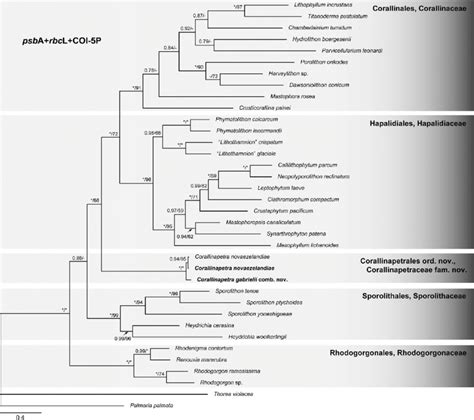 Phylogenetic Tree Based On Bayesian Analysis Of The Concatenated