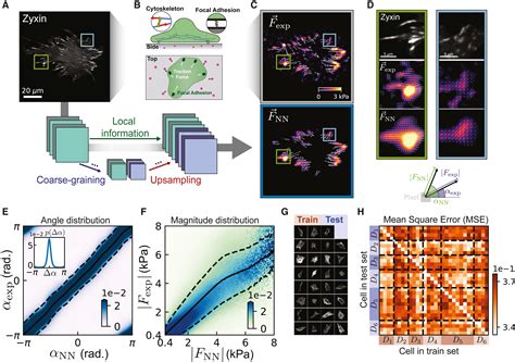 Machine Learning Interpretable Models Of Cell Mechanics From Protein Images Cell