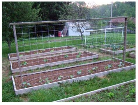 19 Fresh Types Of Trellis Structures Joey Joeysocial