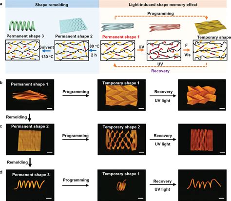 A Schematic Illustration To Show The Light‐induced Shape Memory Effect Download Scientific