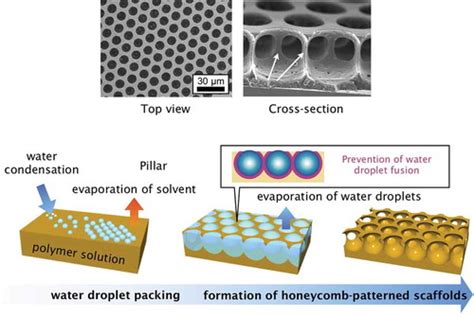 Full Article Fabrication Of Honeycomb Films By The Breath Figure Technique And Their Applications