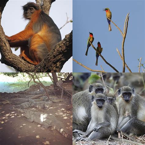Top 10 Reasons To Visit The Gambia