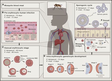 Malaria Biology And Disease Cell
