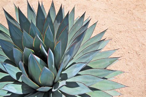 Century Plant Care How To Grow And Care For The Agave Succulent