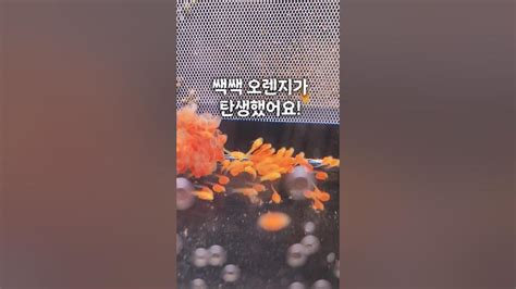 귀여운 쌕쌕 오렌지가 탄생했어요 Youtube