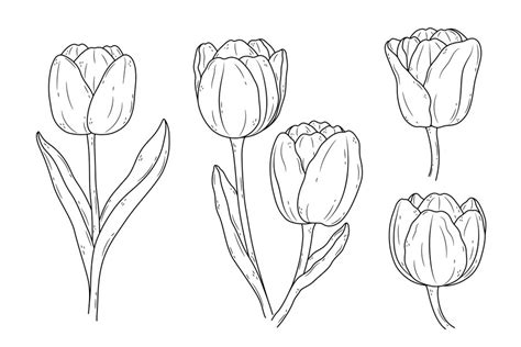Нарисованная рукой иллюстрация контура тюльпана Бесплатный вектор