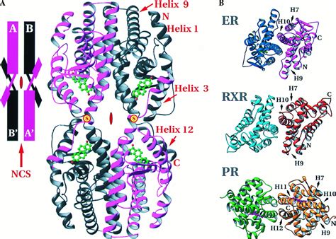Crystallographic Comparison Of The Estrogen And Progesterone Receptors
