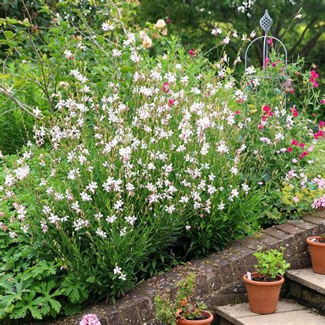 Buy Gaura Syn Gaura Lindheimeri Oenothera Lindheimeri