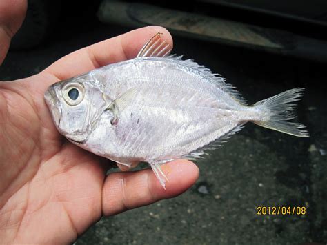 ヒシコバンヒイラギ WEB魚図鑑