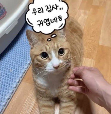 까칠수 on Twitter 아귀여워