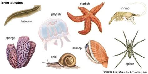 Flashcard Invertebrates And Vertebrates Quizlet