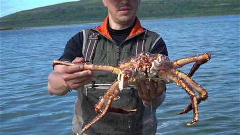 крабы в Баренцевом море Камбала на перемёт Неожиданный улов Youtube