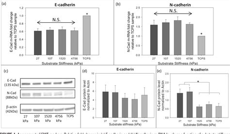Figure 1 From Substrate Stiffness Modulates Lung Cancer Cell Migration
