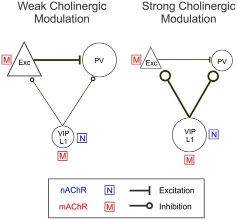 A Model Circuit Of Cholinergic Modulation Of Cortical Neurons During Download Scientific