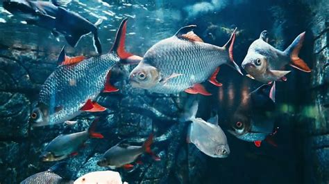 수산과학원 물고기 거북이 Youtube