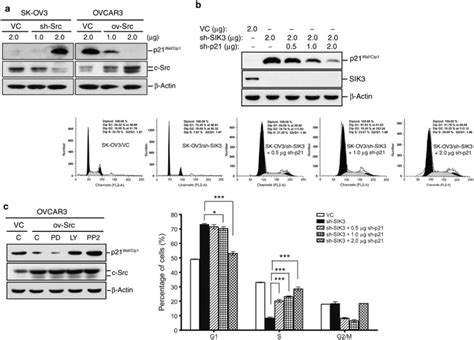 21wafcip1 Is The Key Cell Cycle Regulator Modulated By Sik3 Activated