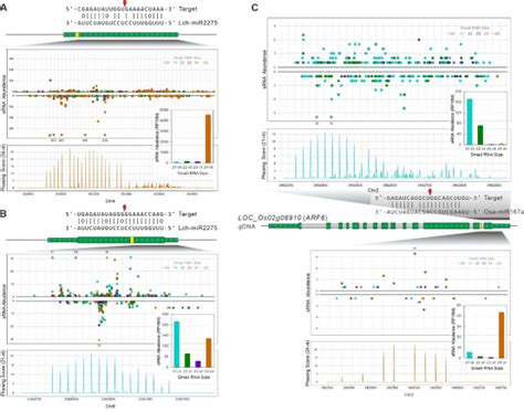 华南农业大学园艺学院夏瑞课题组通过大规模phas分析发现生殖phasirnas的异常产生模式 Nt 植物 Mir