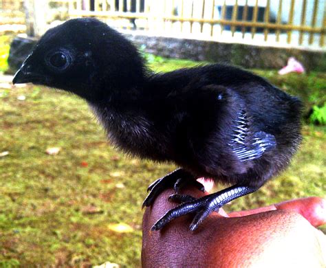 This Species Of Chicken Is Completely Black
