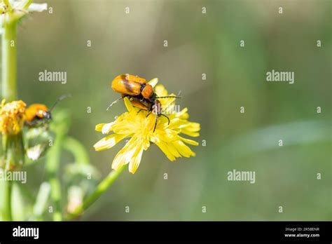 Macro Photography Of Exosoma Lusitanicum Or Daffodil Leaf Beetles