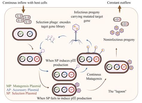 定向进化在蛋白质工程中的应用研究进展