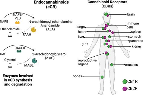 The Endocannabinoid System This System Is Present Throughout The Body Download Scientific