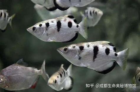 水中狙击手高射炮鱼 知乎