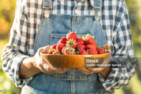 정원에서 갓 딴 딸기로 가득 찬 나무 그릇을 들고 있는 백인 여성 체크 무늬 셔츠에 청바지 작업복을 입고 베리 수확을 모으는 나이든 여성 농부 유기농 식품 개념 가득 찬에