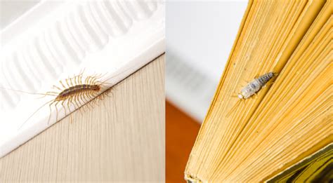House Centipede Vs Silverfish Key Differences You Need To Know