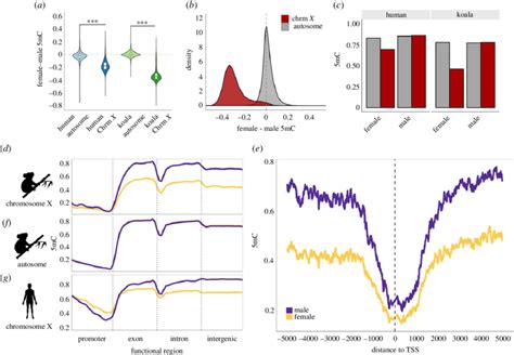 Global Patterns Of Female And Male Dna Methylation 5mc In Human And Download Scientific