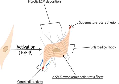 Fibroblast Activation And Myofibroblast Phenotypic Characteristics Download Scientific Diagram