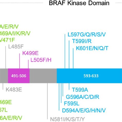 Position Of The Selected Braf Classes Ii And Iii Mutations In A Download Scientific Diagram