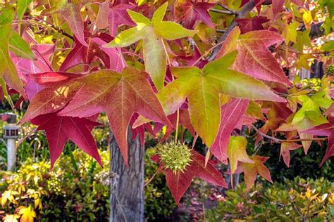 Types Of Sweetgum Trees At Jack Oneill Blog