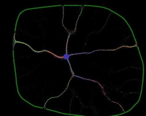 Ant Eating Simulation In C Trixtun