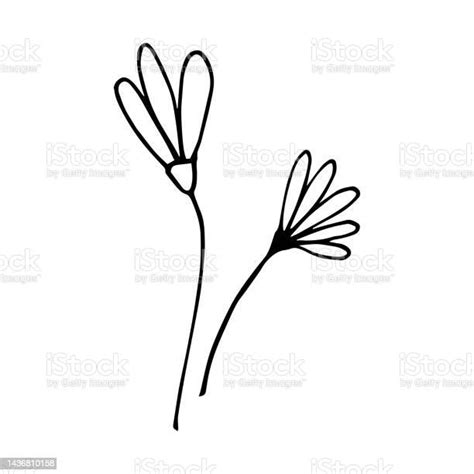 데이지 꽃으로 손으로 그린 낙서 카모마일 플라워 내츄럴 디자인 그래픽 스케치 드로잉 0명에 대한 스톡 벡터 아트 및 기타 이미지