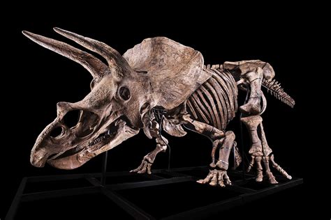 Triceratops Fossiler