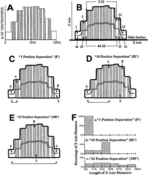 A Scaling Framework To Reconstruct The X Axis Distances Between Fixed Download Scientific