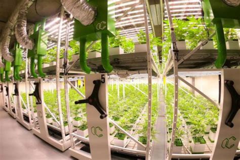 Warehouse Solutions For Your Cannabis Operation Mobile Shelving And Racking Systems Daco