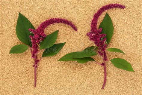 Amaranthus Plants And Seeds Background Stock Image Image Of Health Antioxidant 255342999
