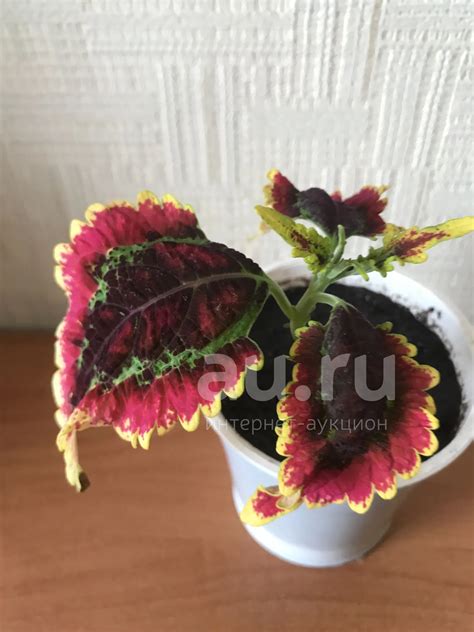 Колеус 1 — купить в Красноярске Горшечные растения и комнатные цветы на интернет аукционе