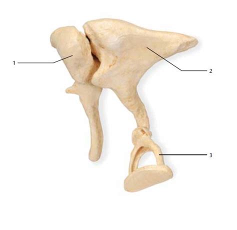 Auditory Ossicles Diagram Quizlet