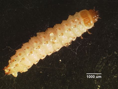 Small Hive Beetle Larva Aethina Tumida Entomology Today