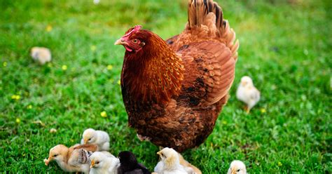 Rhode Island Red Chicken Care Guide The Garden Magazine
