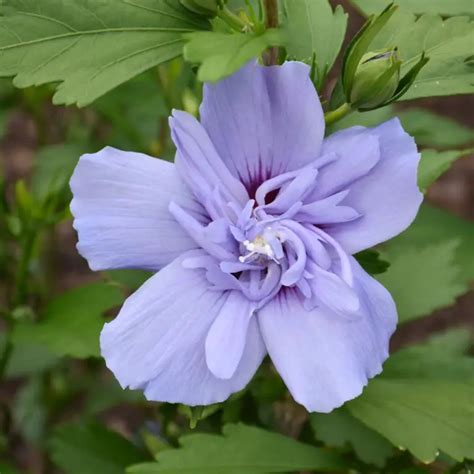 51 Types Of Hibiscus Plants With Pictures And Identification