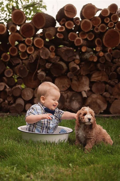 Bluebell Pup Cavapoochon Puppies For Sale