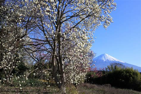 絶景かな静岡県芝川町 GANREF