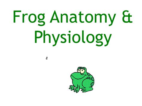 Solution Physiology And Frog Anatomy Studypool